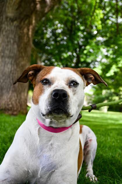 🐶 Playful, Loyal & Loving Dogs Ready for Adoption in Yakima - NewsBreak