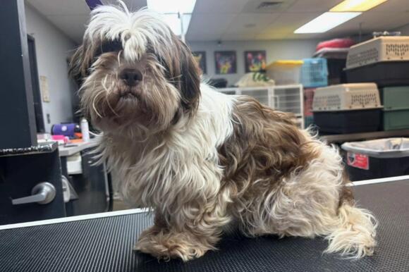 Why NJ Dog Barbers Is A Haven For Neglected Animals - NewsBreak