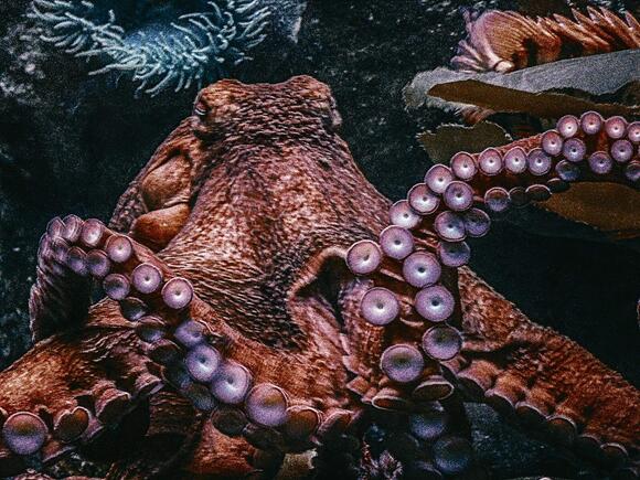 How Octopuses Outsmart Predators Using Disguises - NewsBreak