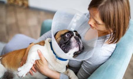 Dog Surgery Aftercare: What’s Normal and What’s Not - NewsBreak