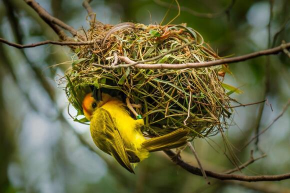 Incredible Backyard Discoveries: Unveiling 7 Hidden Wonders Right ...