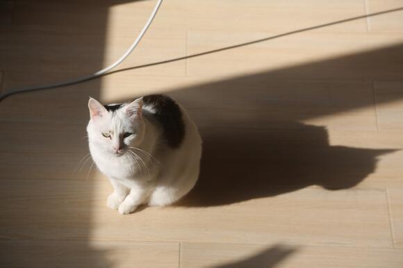 5 Cat Enrichment Tips That Cost Nothing But Make a Huge Difference ...