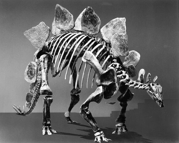 Europe’s Iguanodon Cache: What Awaits in Brussels’ Dinosaur Hall ...