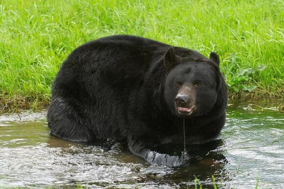 Minnesota's Biggest Private Landowner Has Nearly 300,000 Acres - NewsBreak