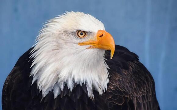 11 States Where the Bald Eagle Population is Soaring: A Conservation ...