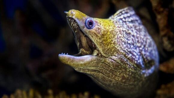 How the Moray Eel Hunts With a Second Set of Jaws - NewsBreak