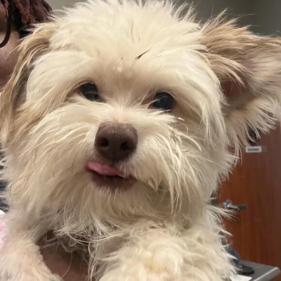 🐶 Playful Puppies & Loyal Companions Ready for Adoption in Yuma - NewsBreak