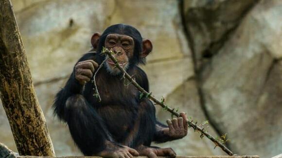 Chimpanzees Use Tools Like Humans, But One Discovery Left Researchers ...