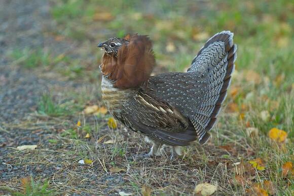 The Complete List of All 50 Official US State Birds (With Pictures ...