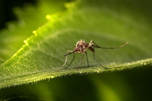 Did Dinosaurs Get Parasites or Ticks? - NewsBreak