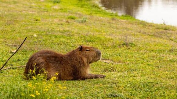 What Makes Capybaras So Calm—Even Around Predators - NewsBreak