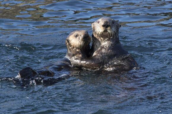 Expert Escape Artist Otter Continues to Bite Surfboards in Santa Cruz ...