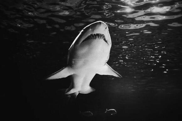 Shark Teeth 101: Why They Constantly Lose and Regrow Them - NewsBreak