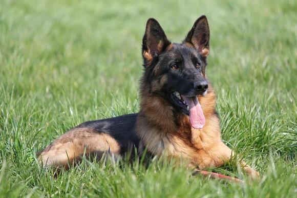 15 Most Popular Dog Breeds in California (Vets Agree on Number One ...