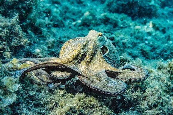 Why Do Some Animals Change Color? The Science Behind Their Amazing ...
