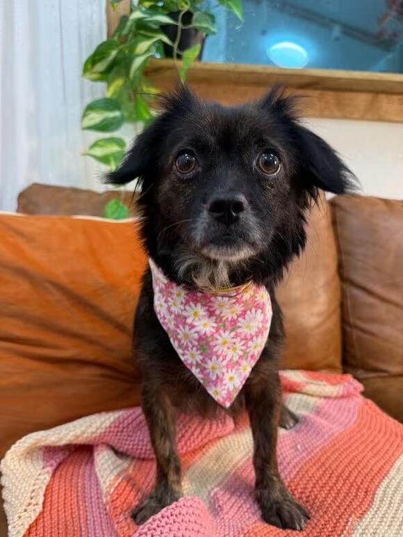 🐶 Playful Puppies & Sweet Seniors Ready for Adoption in Portland ...
