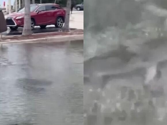 Shark swims through flooded Boynton Beach parking lot after heavy ...