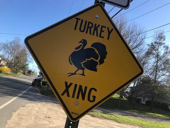 Infamous Traffic-Stopping Turkey Recovering - NewsBreak