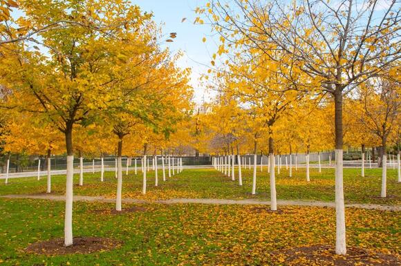 Here's What An X, A Circle, A Dot And Other Symbols Painted On Trees Mean