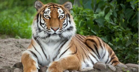 10 Incredible Tiger Facts