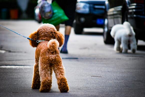 10 Dog Breeds That Are Perfect for Big City Life (And 5 That Struggle ...
