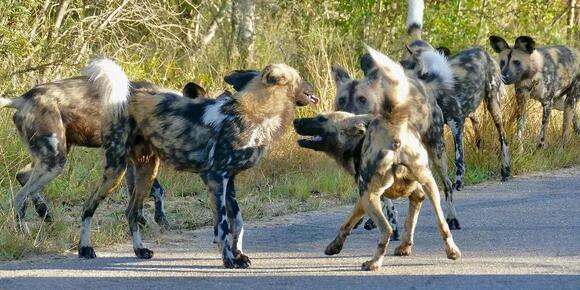 Researchers Find How African Wild Dogs Engage in Sneezing Rallies To ...