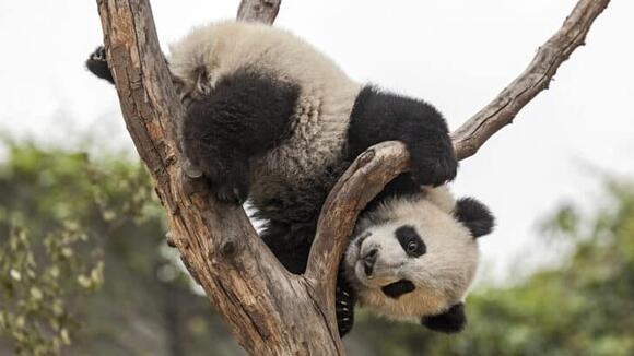 Top 10 Iconic Chinese Animals - NewsBreak