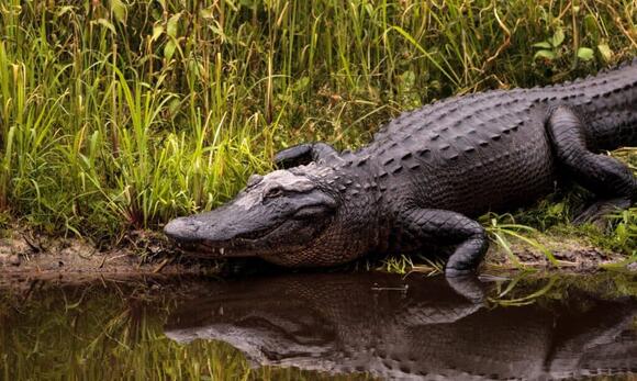 Alligators in Augusta: Are You Safe to Go in the Water? - NewsBreak