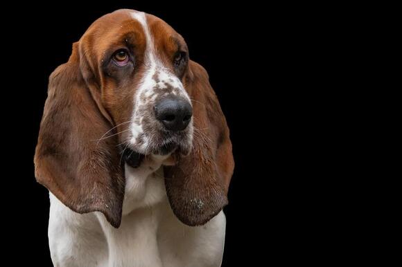 The Emotional Signal Behind Your Dog’s Deep Sigh When They Lie Down ...