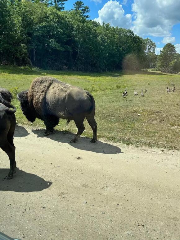 [WATCH] Massive Elk Encounter Near New York State - NewsBreak