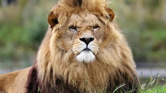 The Zodiac Signs That Share the Fierce Energy of a Lion - NewsBreak