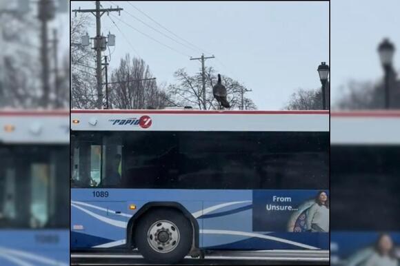 Video Shows Turkey Riding Roof of Rapid Bus in Grand Rapids - NewsBreak