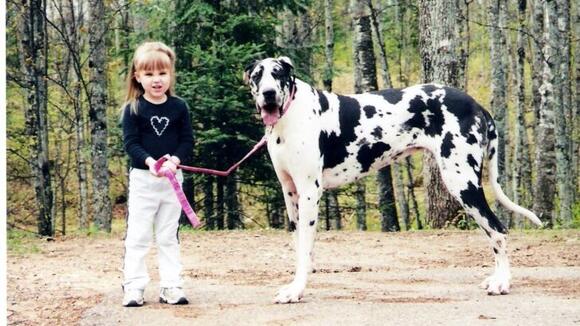 14 Unique Dog Breeds with the Most Unusual Coats and Markings - NewsBreak