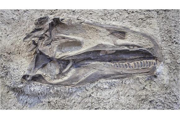 Fossils in Your Backyard: Where Dinosaurs Roamed in the USA - NewsBreak