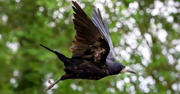 5 Birds That Look Like Crows (And How to Spot the Difference) - NewsBreak
