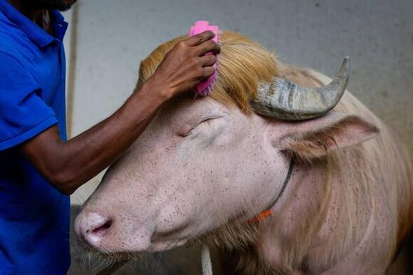 Rare albino buffalo in Bangladesh goes viral for uncanny Trump ...
