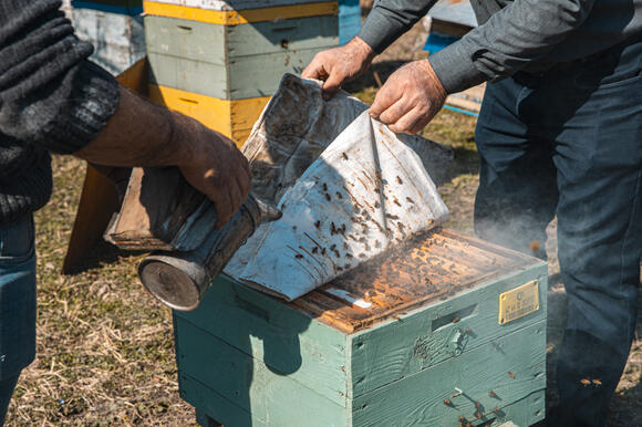 16 urban beekeeping farms in US cities - NewsBreak