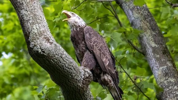 The Real Reason Bald Eagles Screech in Movies—It’s Not Their Voice ...
