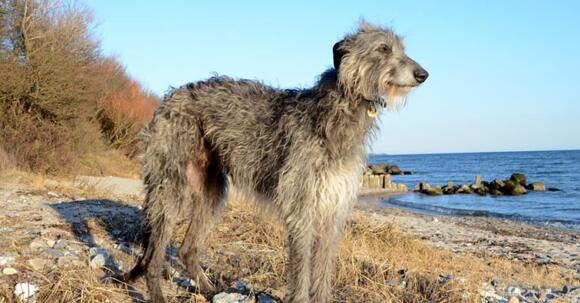 Scottish Deerhound vs Irish Wolfhound: What’s the Difference? - NewsBreak
