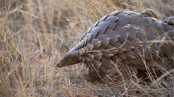 Pangolins: The Complete Guide - NewsBreak
