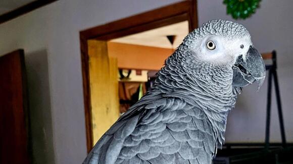 Michigan Woman Murdered Her Husband & His Pet Parrot Was the One Who ...