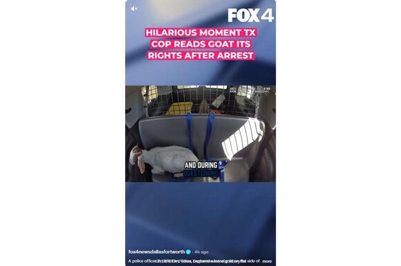 Texas Cop Hilariously Reads a Goat its Rights After Arrest - NewsBreak