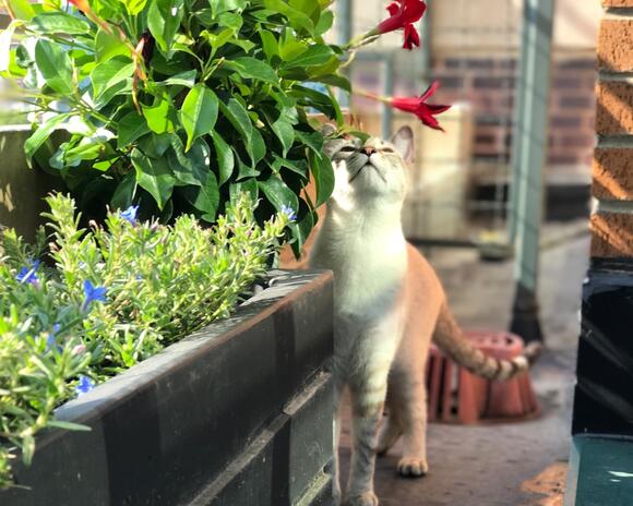 How to Introduce Emotionally Sensitive Cats to New Situations - NewsBreak
