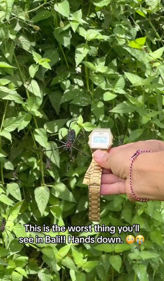 ‘Worst thing I’ve ever seen’: Insane video of spiders in Bali horrifies ...