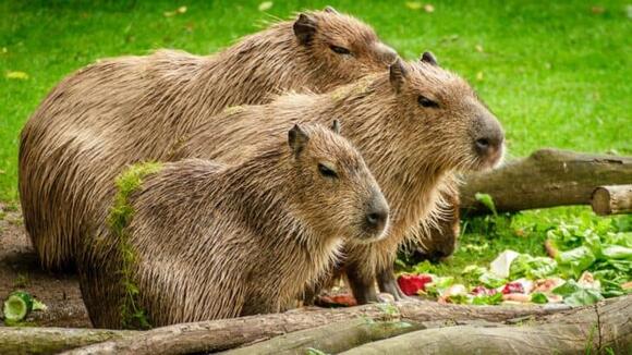 12 Wild Animals That Are Surprisingly Friendly Toward Humans - NewsBreak