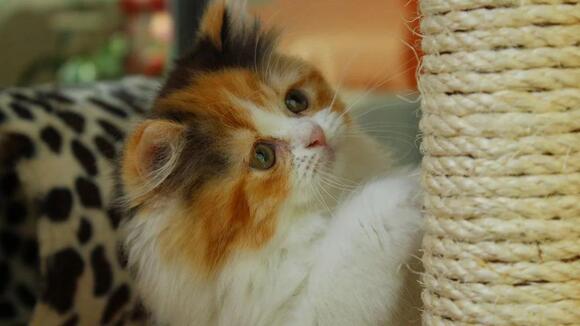 Invisible Boundaries: How Cats Mark Their Territory (and Why It Matters ...