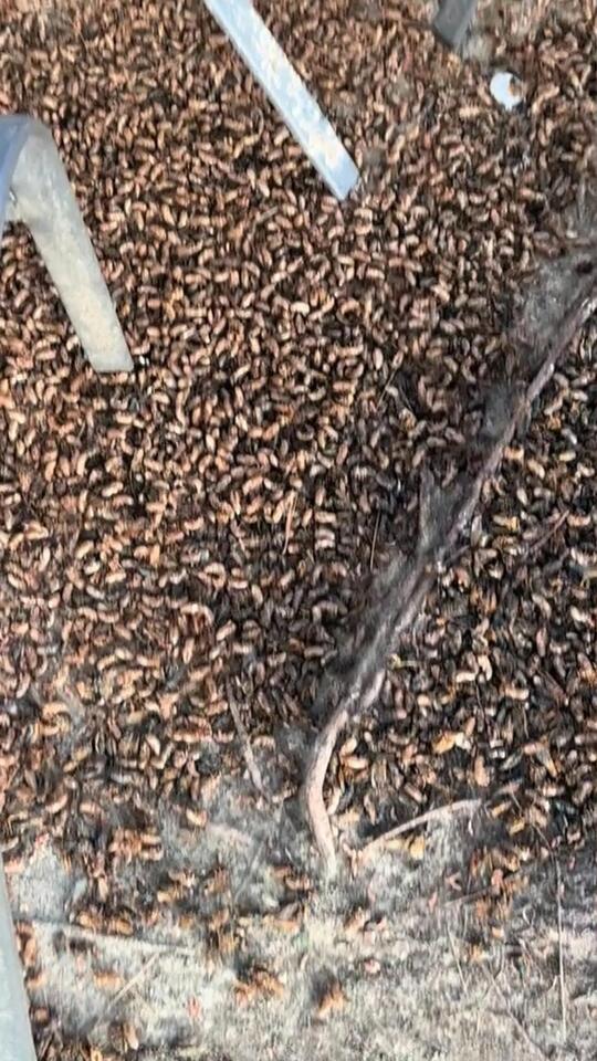 ‘Cicada Invasion 2024’ has people freaking out — and uploading creepy ...