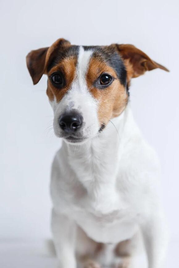 How a Jack Russell Terrier Zest Energizes Relentless Adventurers ...