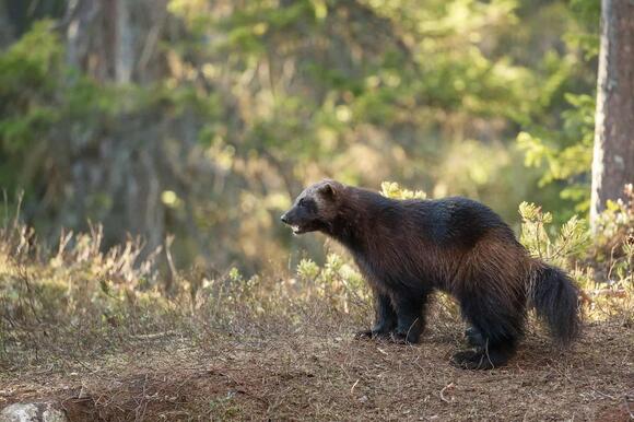 12 Most Dangerous Predators in North America - NewsBreak