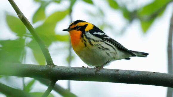 Birds That Migrate Through the Midwest Every Fall - NewsBreak